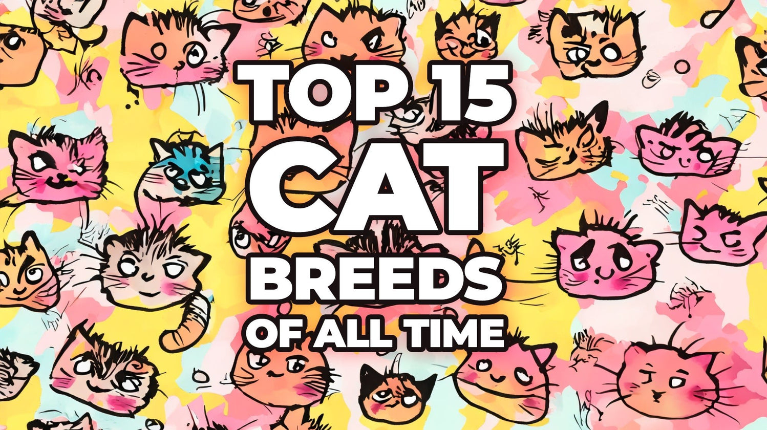 The BIG List of the Top 15 Best Cat Breeds of All-Time